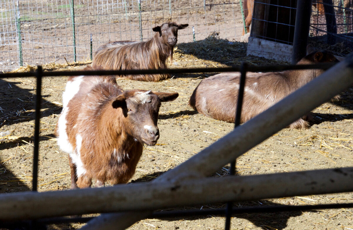 LDS ward trains to help East African Refugee Goat Project of Utah ...